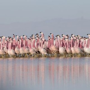 Planet Earth II - Rotten Tomatoes