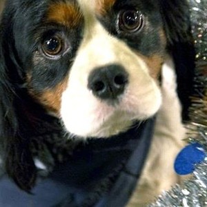 Pop Star Puppy - Rotten Tomatoes
