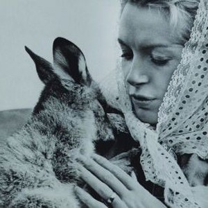 The Sundowners - Rotten Tomatoes