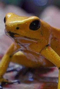 72 Dangerous Animals: Latin America: Season 1, Episode 12 - Rotten Tomatoes