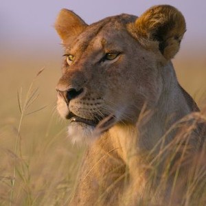 Our Planet: Season 2, Episode 2 - Rotten Tomatoes