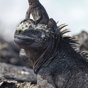 Planet Earth II - Rotten Tomatoes