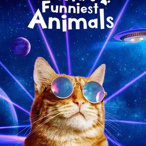 World's Funniest Animals - Rotten Tomatoes