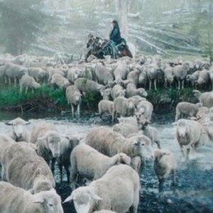 Sweetgrass - Rotten Tomatoes