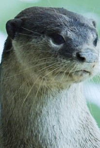 Otter Dynasty: Season 1, Episode 5 | Rotten Tomatoes