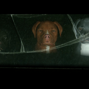 Chance - Rotten Tomatoes