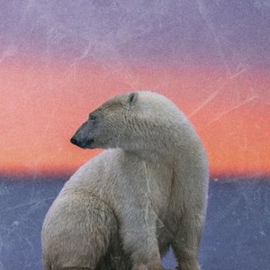 Kingdom of the Polar Bears - Rotten Tomatoes