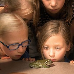 Mr. Frog - Rotten Tomatoes