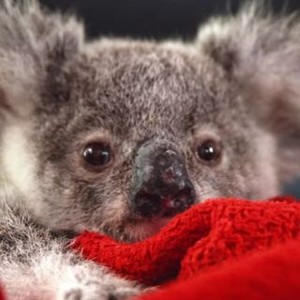 Izzy's Koala World: Season 2, Episode 1 - Rotten Tomatoes