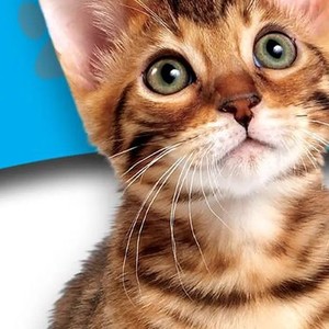 Amazing Cats - Rotten Tomatoes