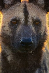 Animal: Season 1, Episode 2 | Rotten Tomatoes