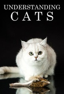 Understanding Cats: Season 1 | Rotten Tomatoes