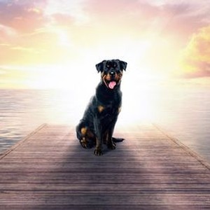 Forever Faithful - Rotten Tomatoes