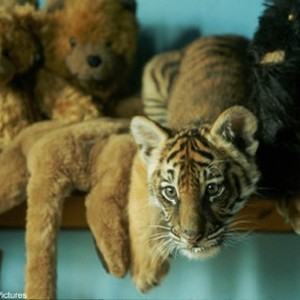 Two Brothers - Rotten Tomatoes