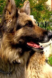 RSPCA Animal Rescue: Season 2, Episode 2 | Rotten Tomatoes