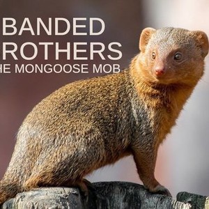 Banded Brothers: The Mongoose Mob - Rotten Tomatoes