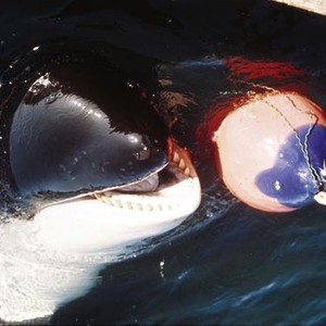 Namu, the Killer Whale - Rotten Tomatoes