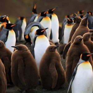 The Penguin King - Rotten Tomatoes