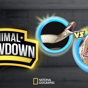 Animal Showdown - Rotten Tomatoes