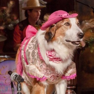 Pup Star - Rotten Tomatoes