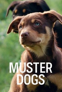 Muster Dogs - Rotten Tomatoes