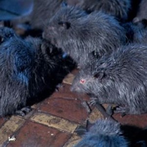 Rats - Rotten Tomatoes