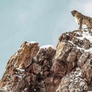 The Velvet Queen - Rotten Tomatoes