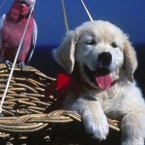 Napoleon - Rotten Tomatoes