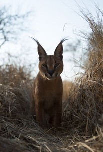 Hostile Planet: Season 1, Episode 5 - Rotten Tomatoes