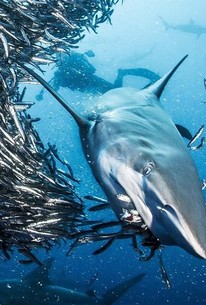 Shark: Season 1, Episode 1 | Rotten Tomatoes
