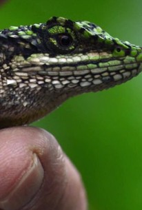 David Attenborough's Rise of Animals: Triumph of the Vertebrates ...