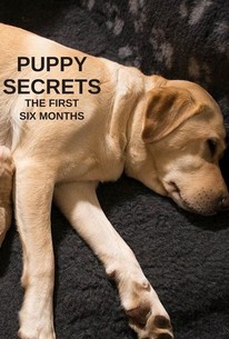 Puppy Secrets: The First Six Months | Rotten Tomatoes