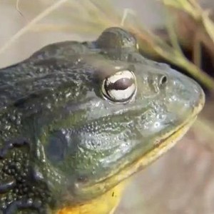 Andy's Wild Adventures: Season 2, Episode 15 - Rotten Tomatoes