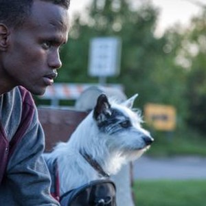 A Stray - Rotten Tomatoes