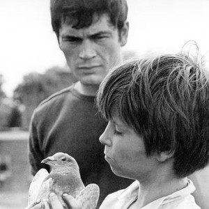 Medium Cool - Rotten Tomatoes