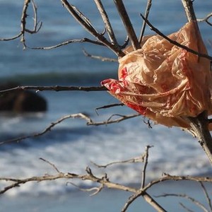 Bag It - Rotten Tomatoes