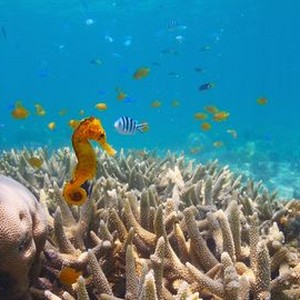 Puff: Wonders of the Reef - Rotten Tomatoes