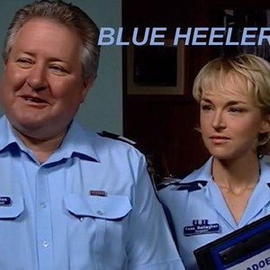 Blue Heelers - Rotten Tomatoes