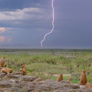 Hostile Planet - Rotten Tomatoes