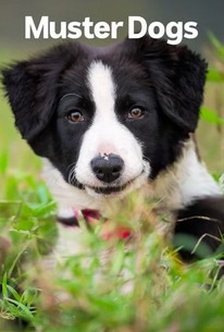 Muster Dogs | Rotten Tomatoes