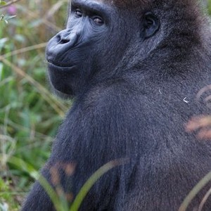 The Zoo: Season 1, Episode 1 - Rotten Tomatoes