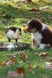 Too Cute!: Season 2, Episode 12 - Rotten Tomatoes