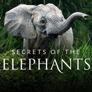 Secrets of the Elephants: Season 1, Episode 2 - Rotten Tomatoes