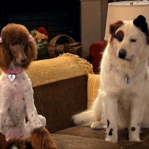 Dog With a Blog: Season 3, Episode 4 - Rotten Tomatoes