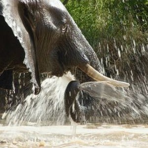 The Elephant Queen - Rotten Tomatoes