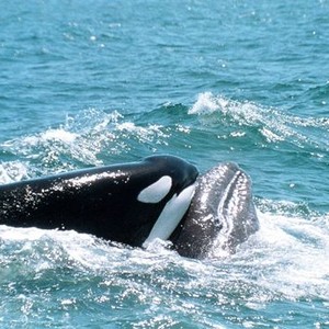 The Blue Planet: Season 1, Episode 5 - Rotten Tomatoes