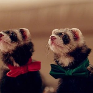 Santa's Little Ferrets - Rotten Tomatoes