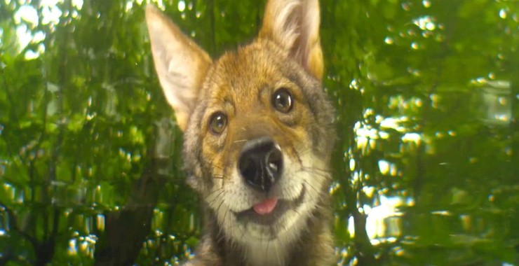 Backyard Wilderness - Rotten Tomatoes
