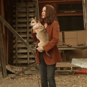 9 Bullets - Rotten Tomatoes