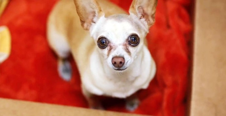 Dog Days - Rotten Tomatoes